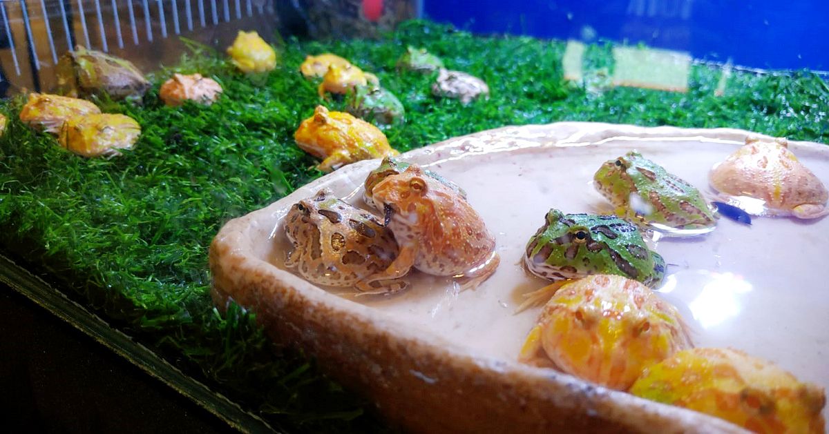 Katak Pacman, Si Jago Mukbang