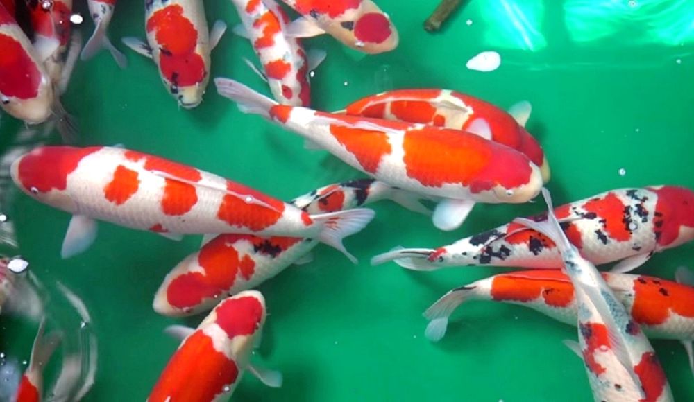 Ikan Koi Salah Satu Simbol Cinta Dan Persahabatan