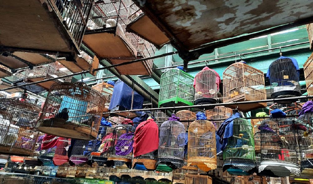 Pasar Burung Pramuka Surga Penghobi Burung Jakarta
