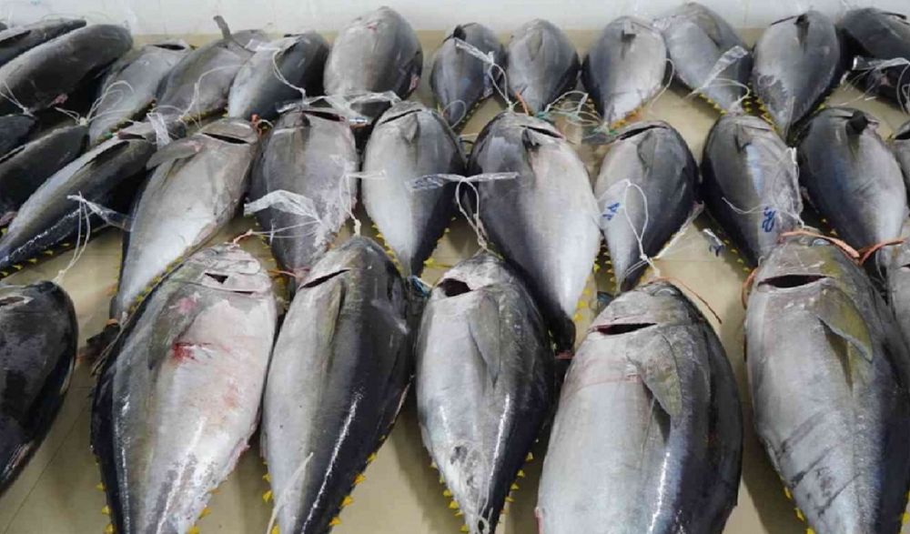 Tuna Indonesia Tembus Rp220 Miliar di Pameran Seafood Terbesar Dunia ...